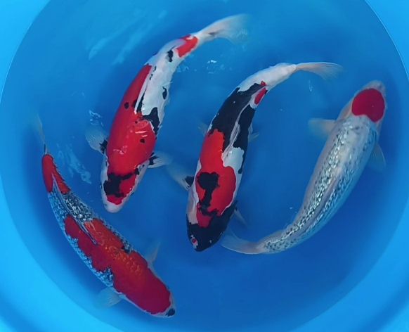 Koi Carp from Niigata, Hiroshima and all Japan - Koi Water Garden Ltd.