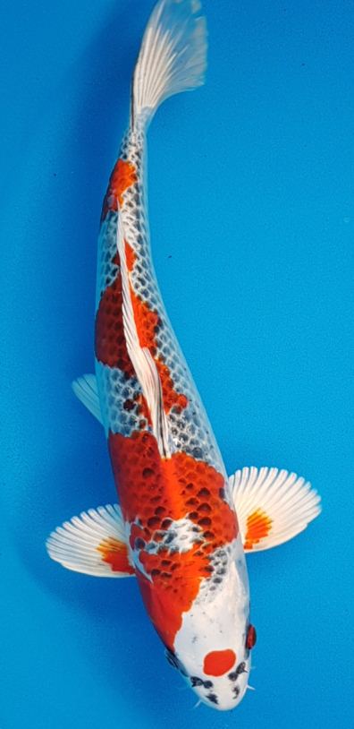 Koi Carp, High Grade Japanese Koi Carp from £200 - £395 from Koi Water ...