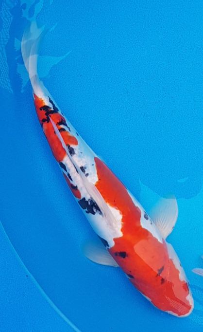 Japanese Koi Carp from £250 - £395 from Koi Water Garden Ltd