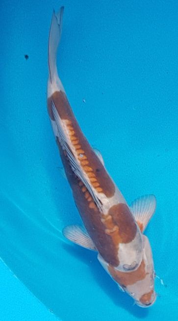 Japanese Koi Carp from £250 - £395 from Koi Water Garden Ltd