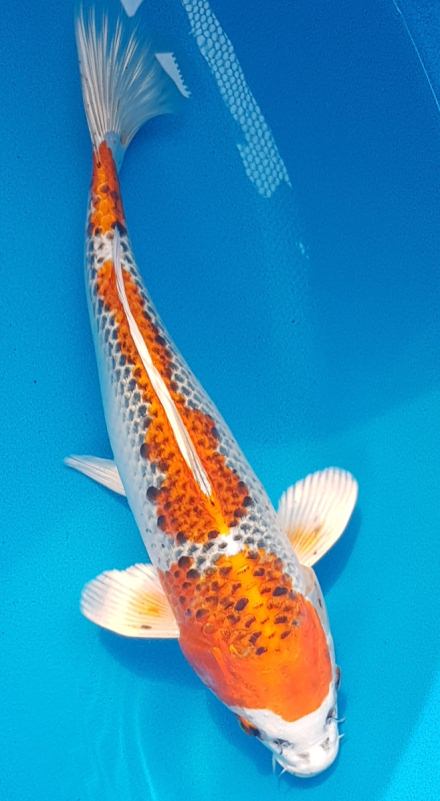 Koi Carp, High Grade Japanese Koi Carp from £250 - £395 from Koi Water ...