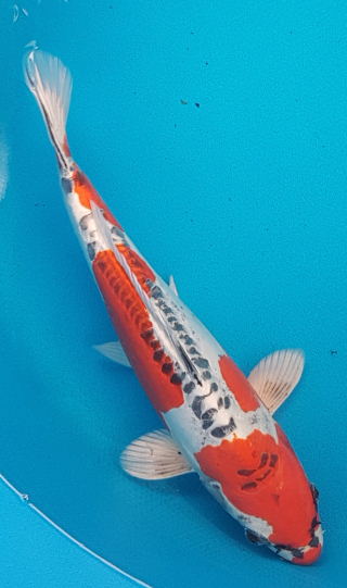 Japanese Koi Carp from £250 - £395 from Koi Water Garden Ltd