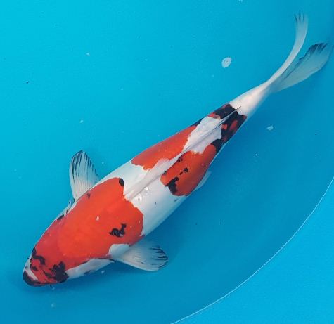 Japanese Koi Carp from £250 - £395 from Koi Water Garden Ltd