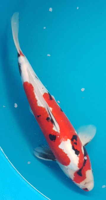 Japanese Koi Carp from £250 - £395 from Koi Water Garden Ltd