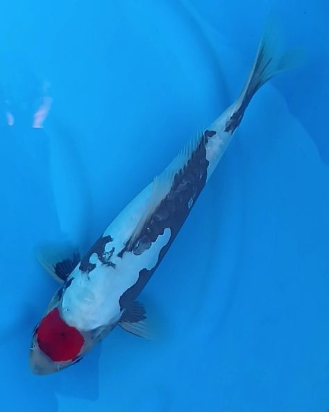 Japanese Koi Carp for sale over £400 from Koi Water Garden Ltd