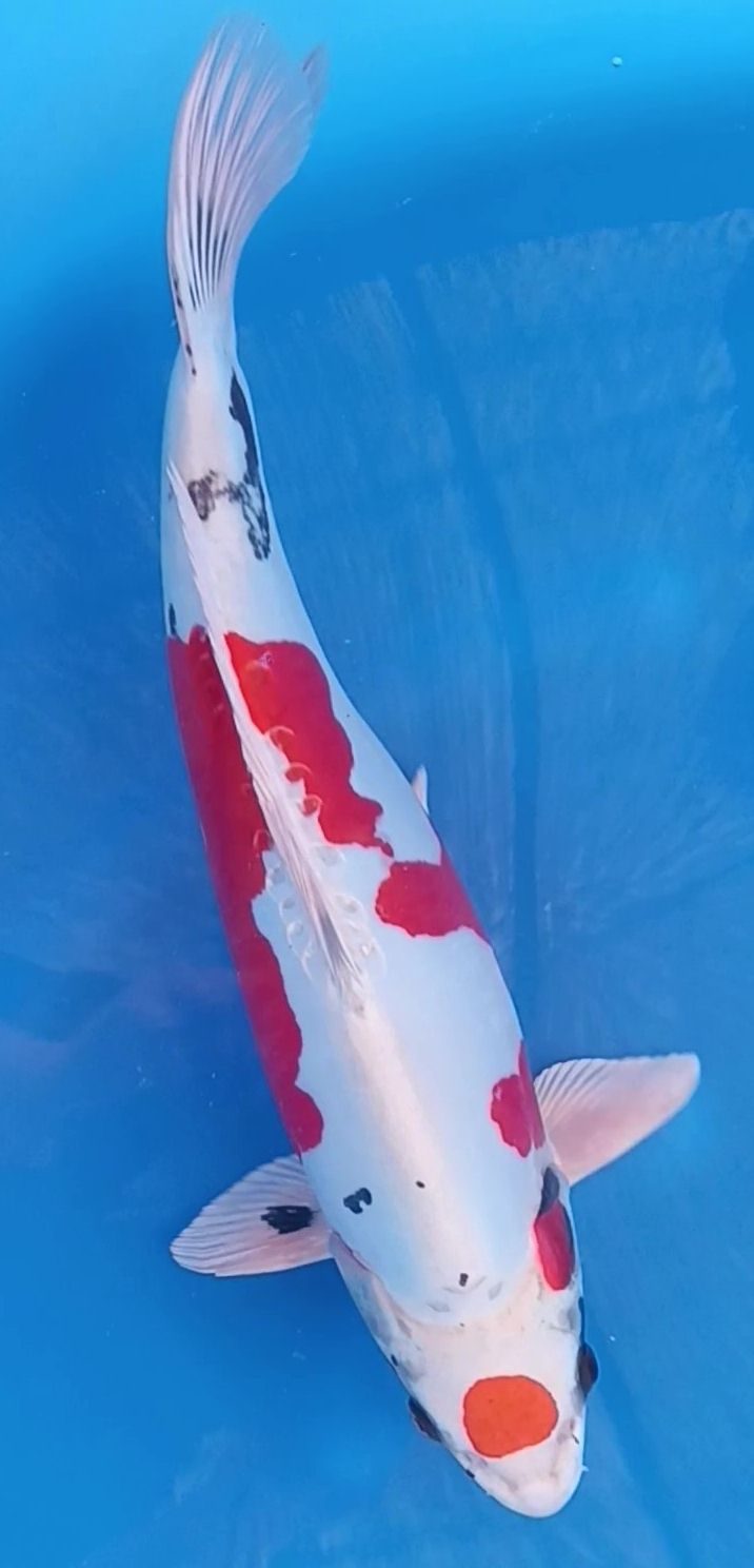 Japanese Koi Carp from Koi Water Garden Ltd.