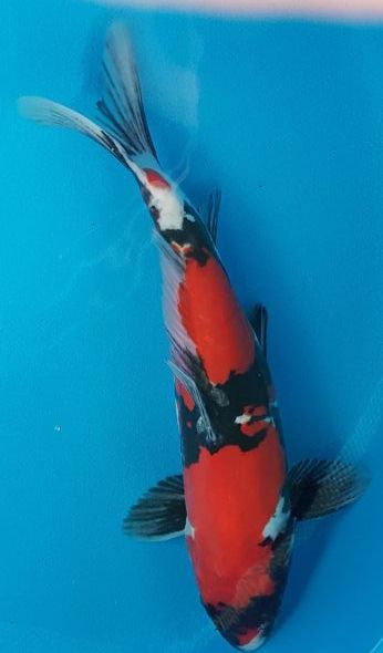 Koi Carp, High Grade Japanese Koi Carp and how to choose them