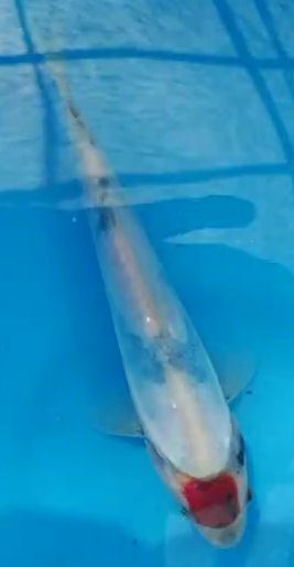 Japanese Koi Carp for sale over £400 from Koi Water Garden Ltd