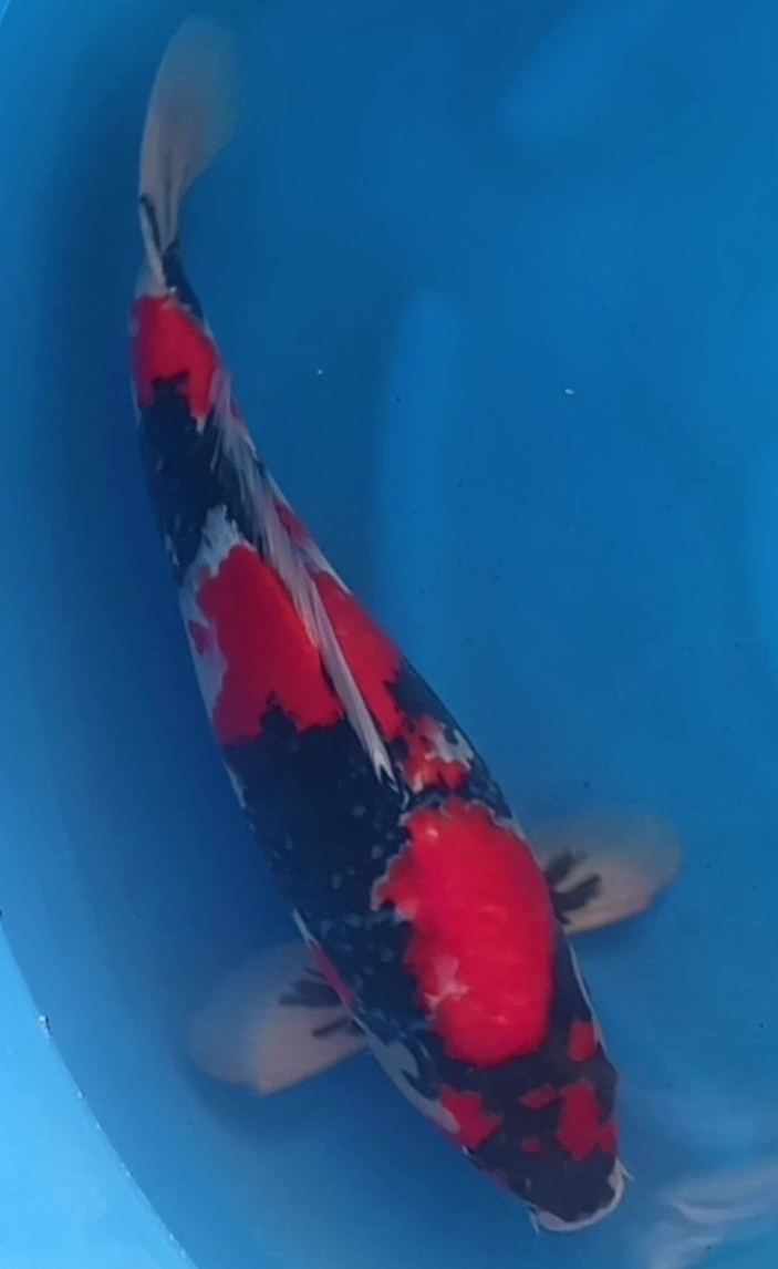 Japanese Koi Carp for sale over £400 from Koi Water Garden Ltd