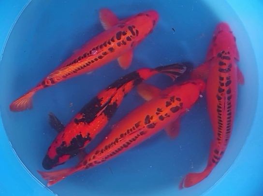 Japanese Koi Carp from Koi Water Garden Ltd.