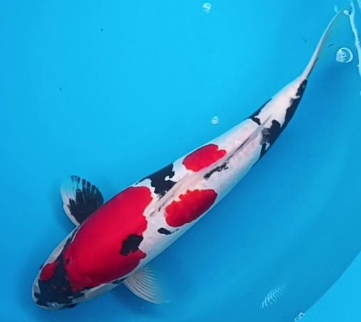 Japanese Koi Carp for sale over £400 from Koi Water Garden Ltd