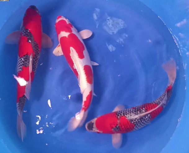 Japanese Koi Carp from Koi Water Garden Ltd.