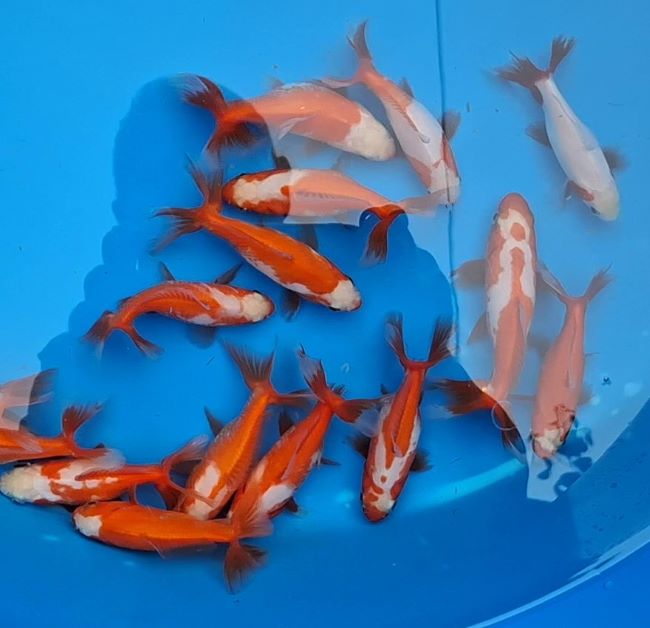 Goldfish, Ryukin, Oranda, Ranchu and Azuma Nishiki Japanese Goldfish ...