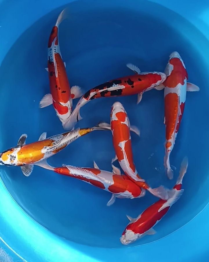 Japanese Koi Carp from Koi Water Garden Ltd.