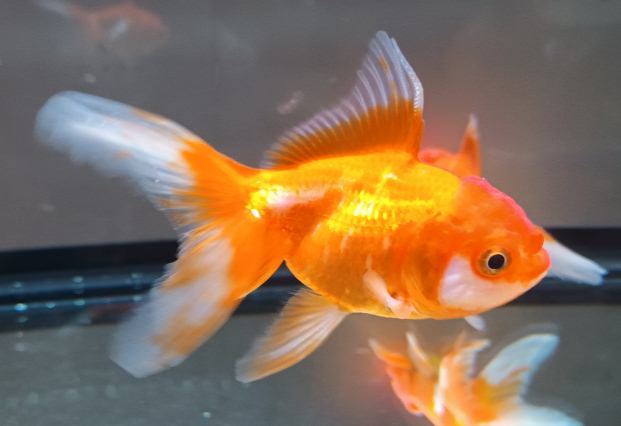 Goldfish, Ryukin, Oranda, Ranchu and Azuma Nishiki Japanese Goldfish ...