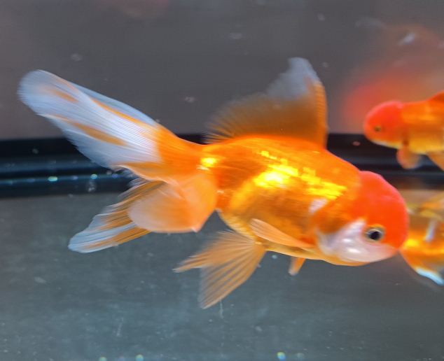Goldfish, Ryukin, Oranda, Ranchu and Azuma Nishiki Japanese Goldfish ...