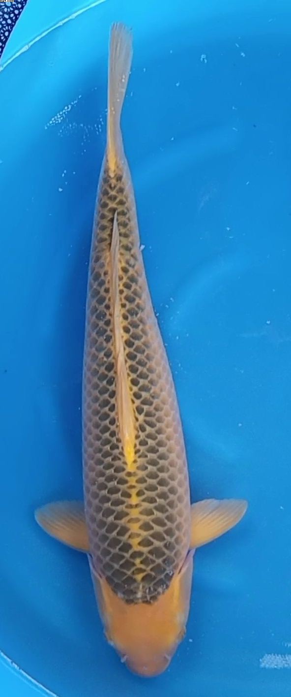 Japanese Koi Carp for sale over £400 from Koi Water Garden Ltd