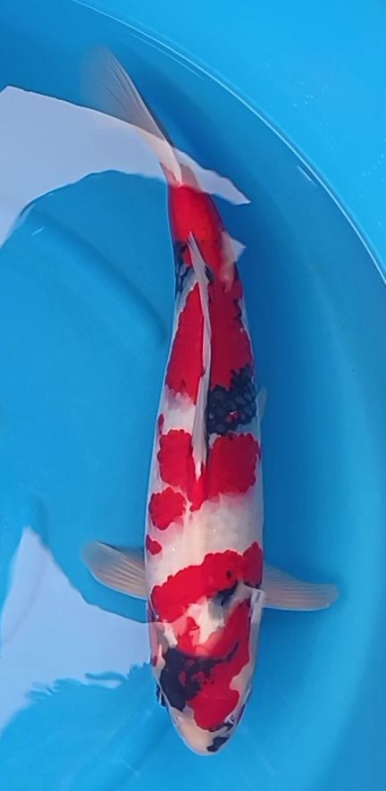 Japanese Koi Carp for sale over £400 from Koi Water Garden Ltd