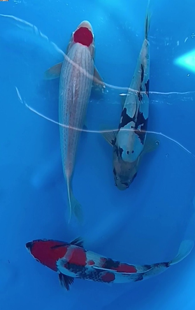 Japanese Koi Carp from Koi Water Garden Ltd.