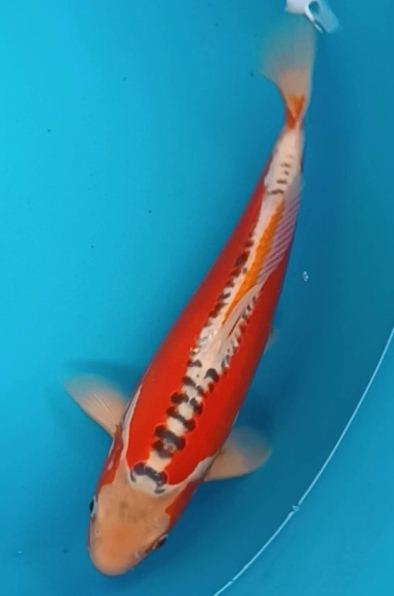 Japanese Koi Carp from £295 - £395 from Koi Water Garden Ltd