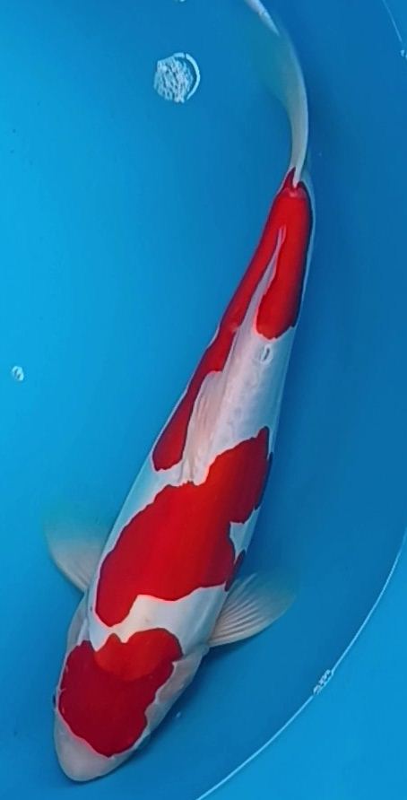 Japanese Koi Carp from £295 - £395 from Koi Water Garden Ltd