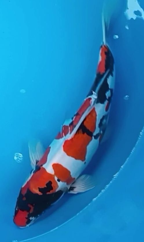 Japanese Koi Carp from £295 - £395 from Koi Water Garden Ltd