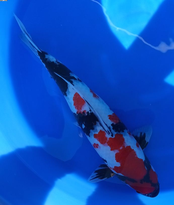 Japanese Koi Carp from Koi Water Garden Ltd.
