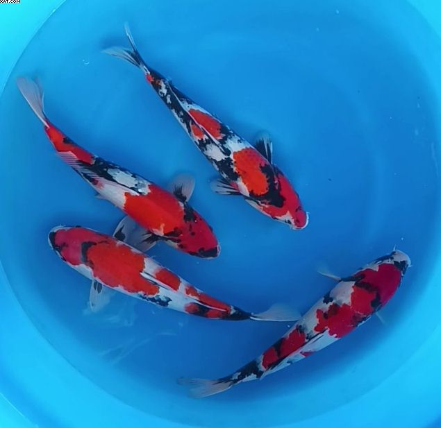 Japanese Koi Carp from Koi Water Garden Ltd.